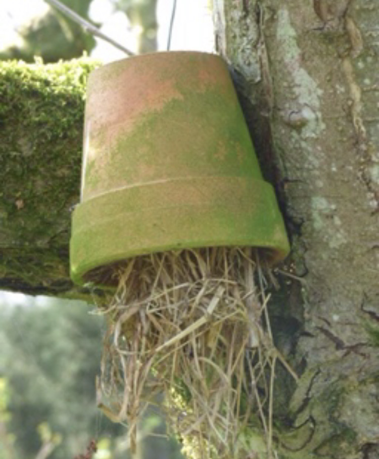 insecten potjes - De Mengelmoes Tuin